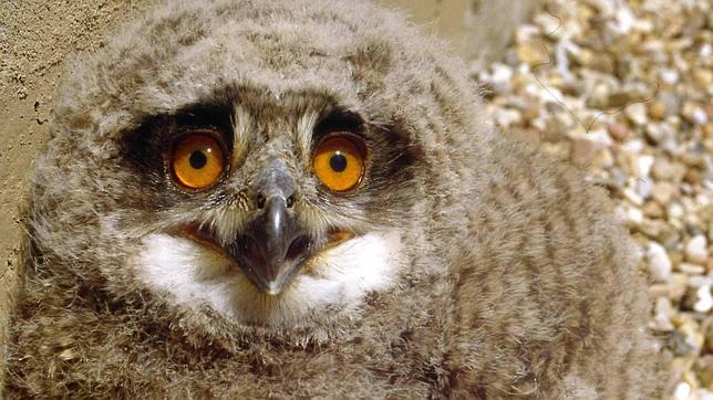 Madrid quintuplica su población de búho real desde 1997