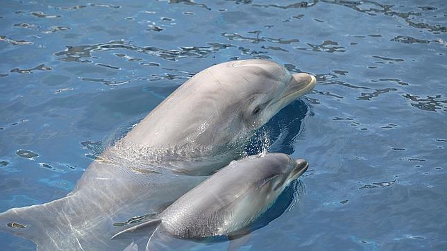 Nacen dos delfines en el Oceanogràfic