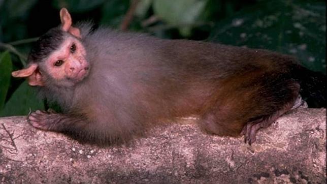 Descubren 169 nuevas especies en la Amazonía