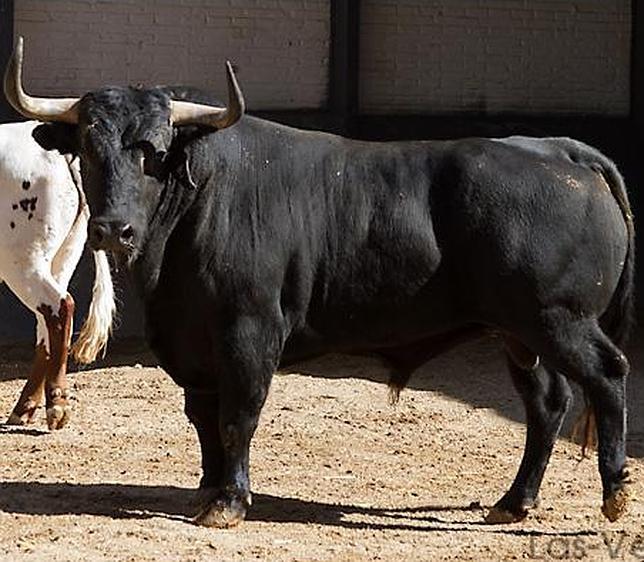 Fandiño se reencuentra en Madrid con Parladé con el toro Cabreíto»