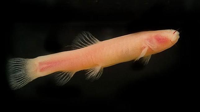 Los peces ciegos que saben contar