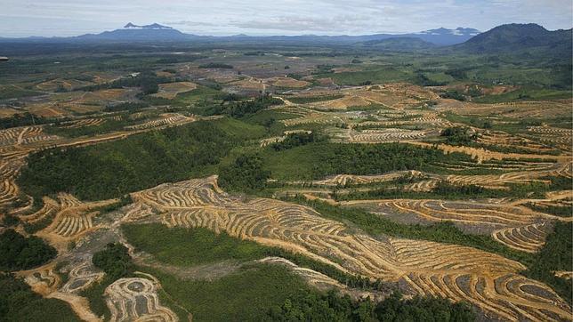 Indonesia deforesta sus bosques primarios a un ritmo superior al de Brasil