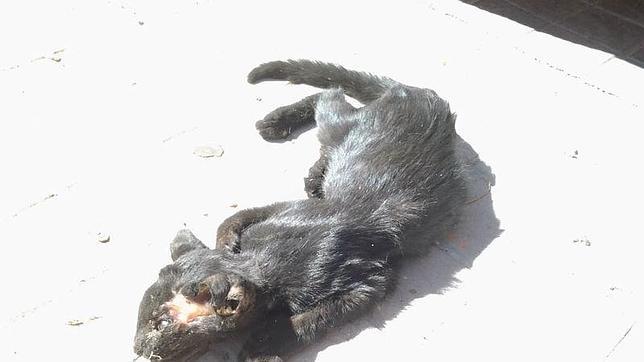 Asociaciones de animales denuncian la muerte a pedradas de dos gatos