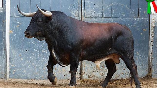 Estos son los toros de Cuvillo para «dos Puertas Grandes» de Madrid