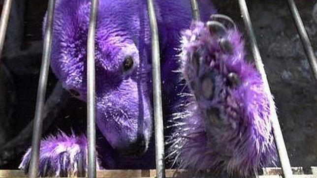 Los ocho animales con colorido más insólito de la naturaleza