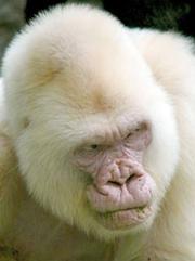 Muere en Barcelona Copito de Nieve, el único gorila albino del mundo
