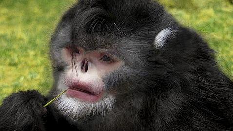 Descubierta una nueva especie de mono de hocico chato