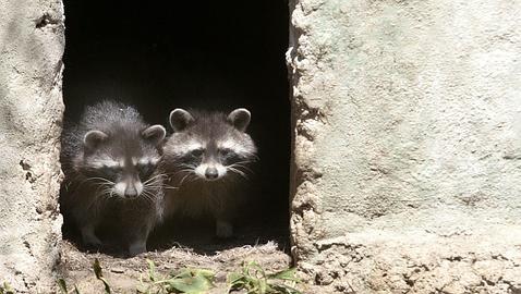 Madrid, único punto de Europa donde los mapaches viven en libertad