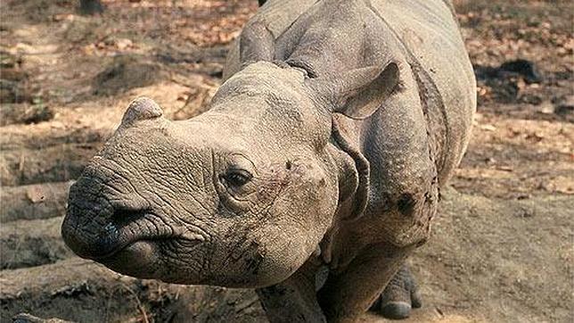 Un vídeo exclusivo muestra cómo se reproduce el rinoceronte de Java