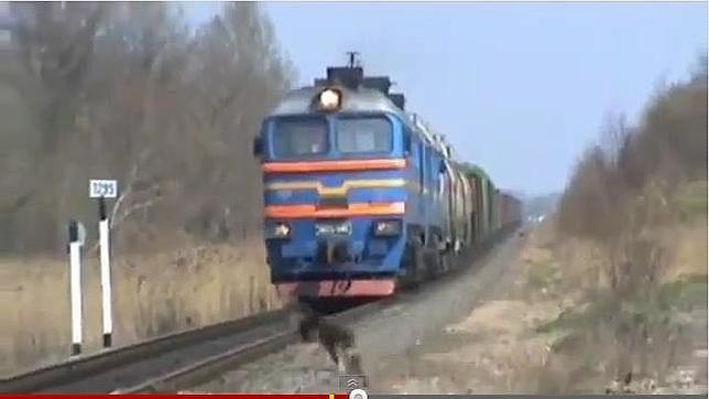 El perro que corre más que el tren