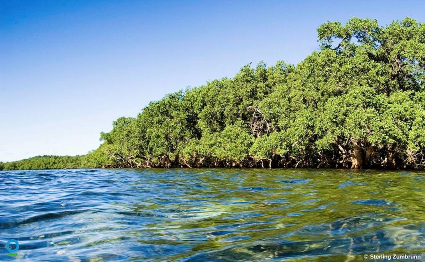 Manglares: su conservación es fundamental para asegurar los Objetivos ...