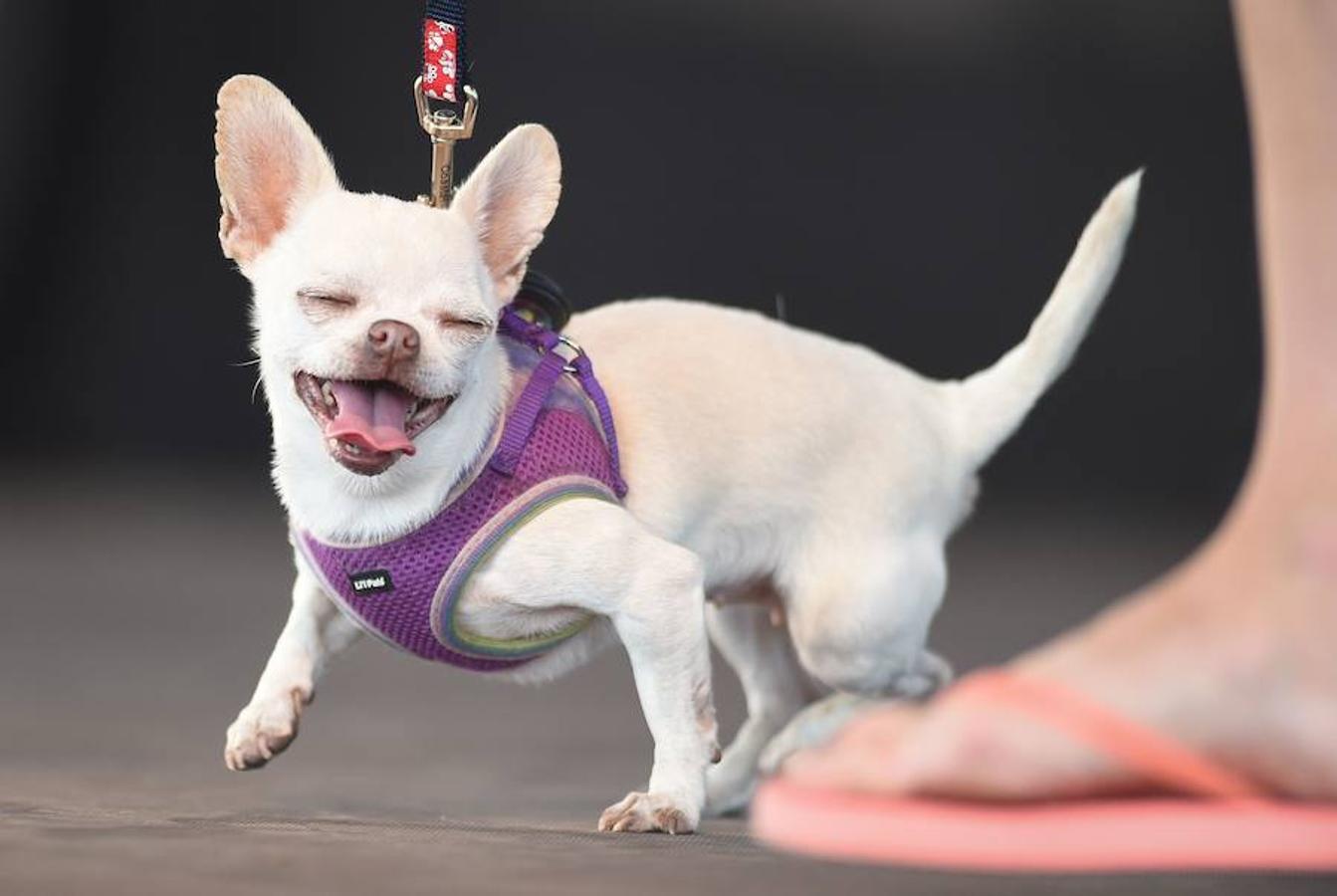 Estos son los perros más feos del mundo