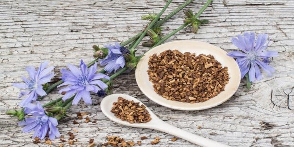 Achicoria, un regalo para tu microbiota que tal vez no conozcas