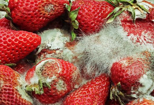 Lo que sí y lo que no te puedes comer si tiene moho