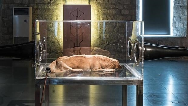 El MACBA expone como obra de arte un perro disecado