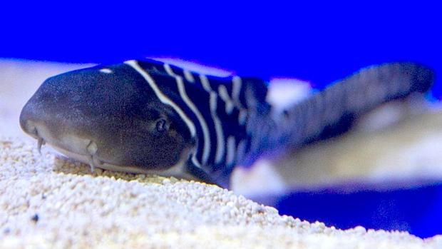 «Antón», el primer tiburón cebra macho que nace en España
