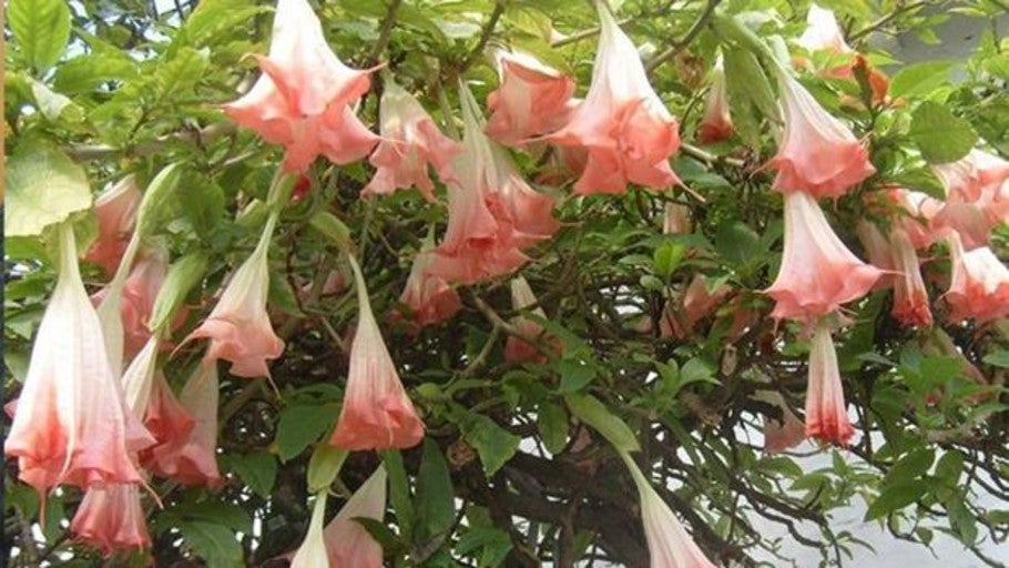 Detenido de nuevo «el rey de la burundanga»