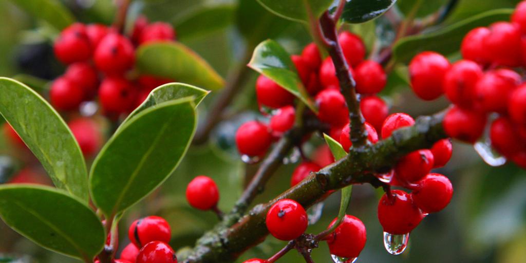 ¿Por qué el acebo decora la Navidad en España?