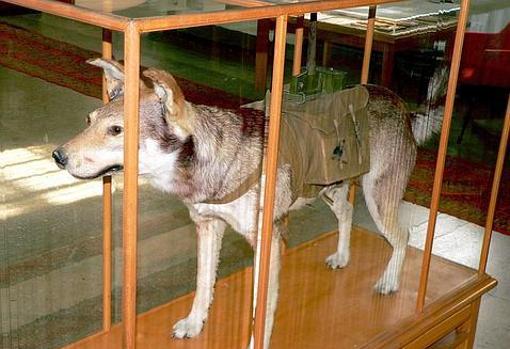 Perros bomba kamikazes: el truco secreto de Stalin que aterraba a los ...