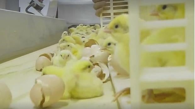 Facebook - Descubre los infames maltratos que sufren los «pollitos ...