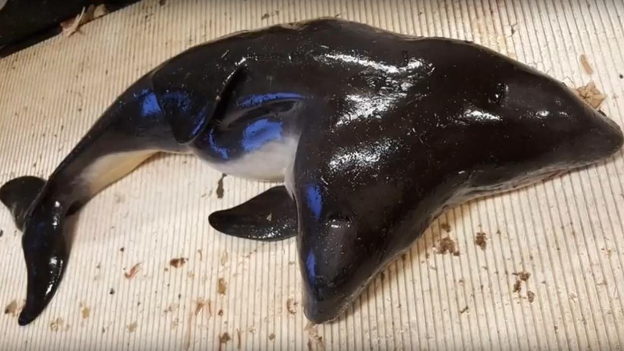 Encontrada en Holanda la primera marsopa conocida de dos cabezas