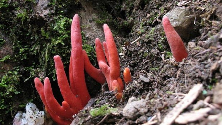 Hallan un peligroso hongo mortal en Australia, originario de Asia